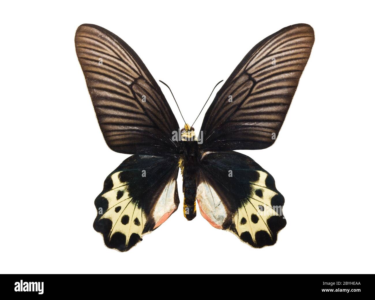 Priapus hi-res stock photography and images - Alamy