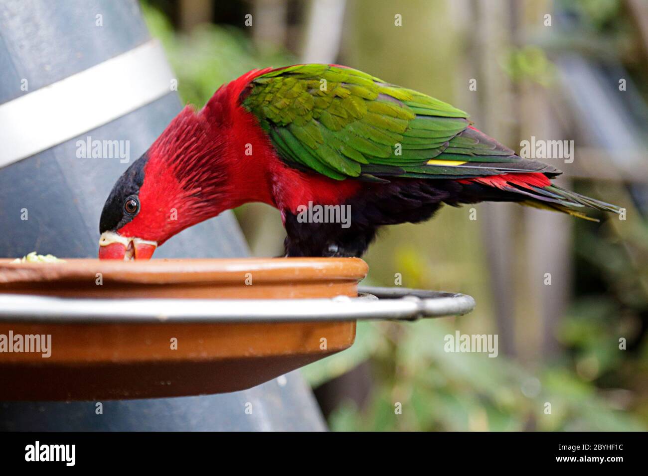 Black Capped Parrot High Resolution Stock Photography and Images - Alamy