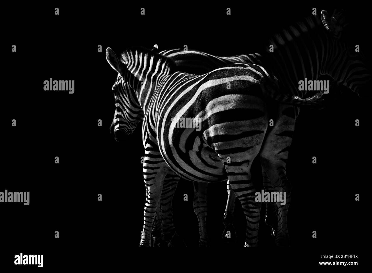 Zebra head on white cut out hi-res stock photography and images - Alamy