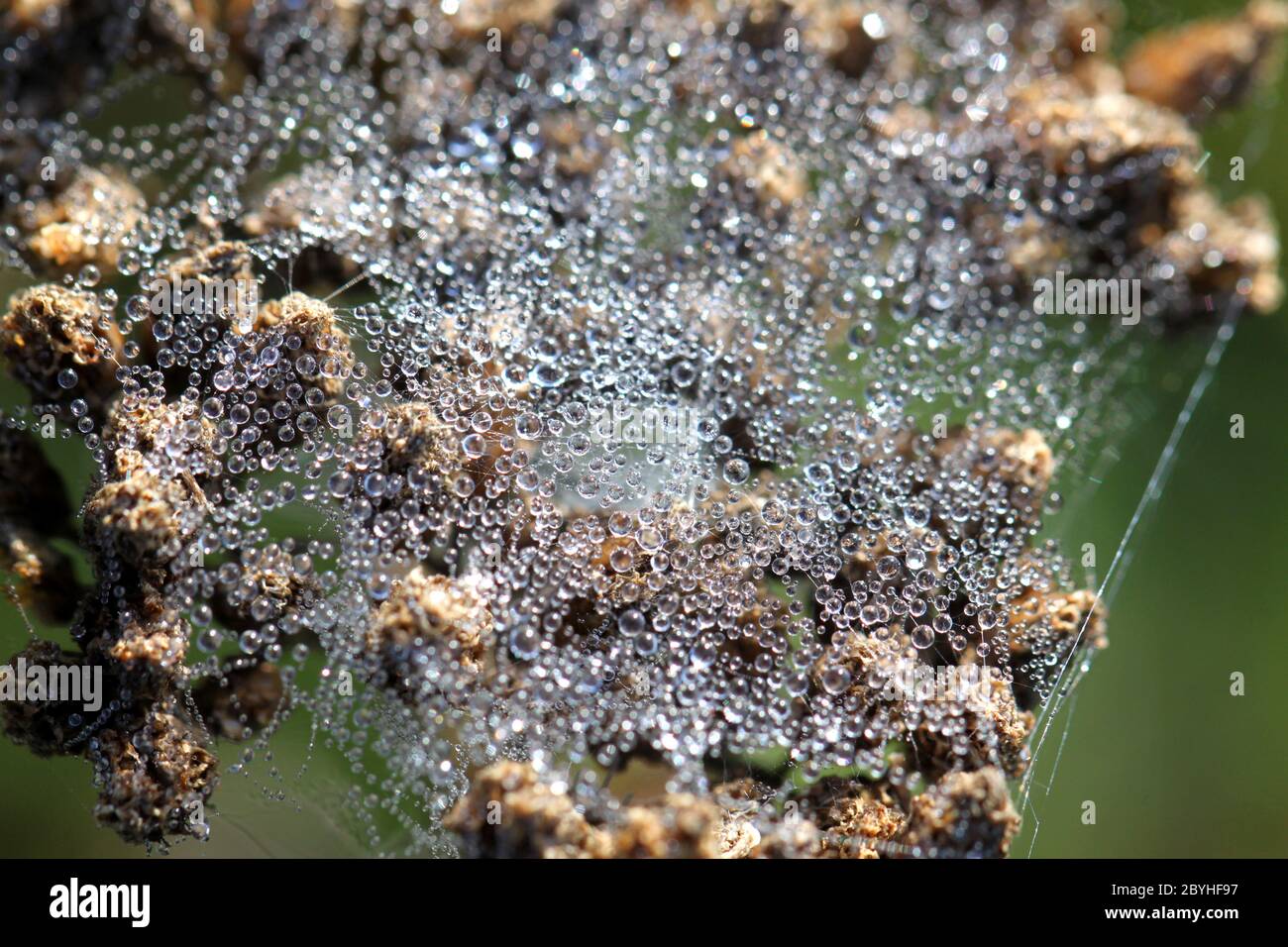 Spider web with water drops Stock Photo - Alamy