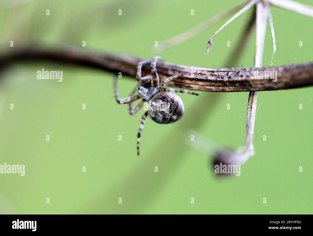 Small spider krestovik Stock Photo - Alamy