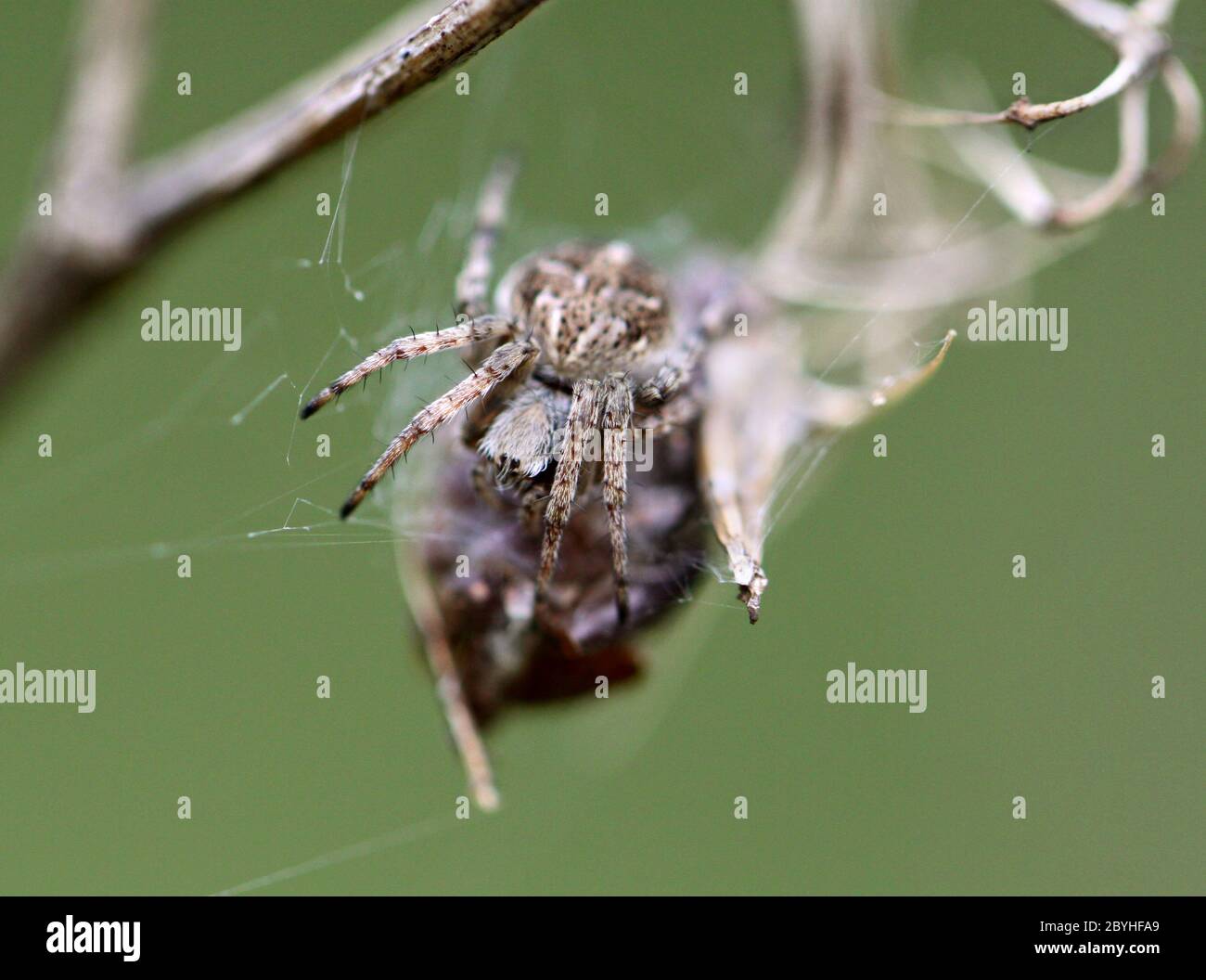Small spider krestovik Stock Photo - Alamy