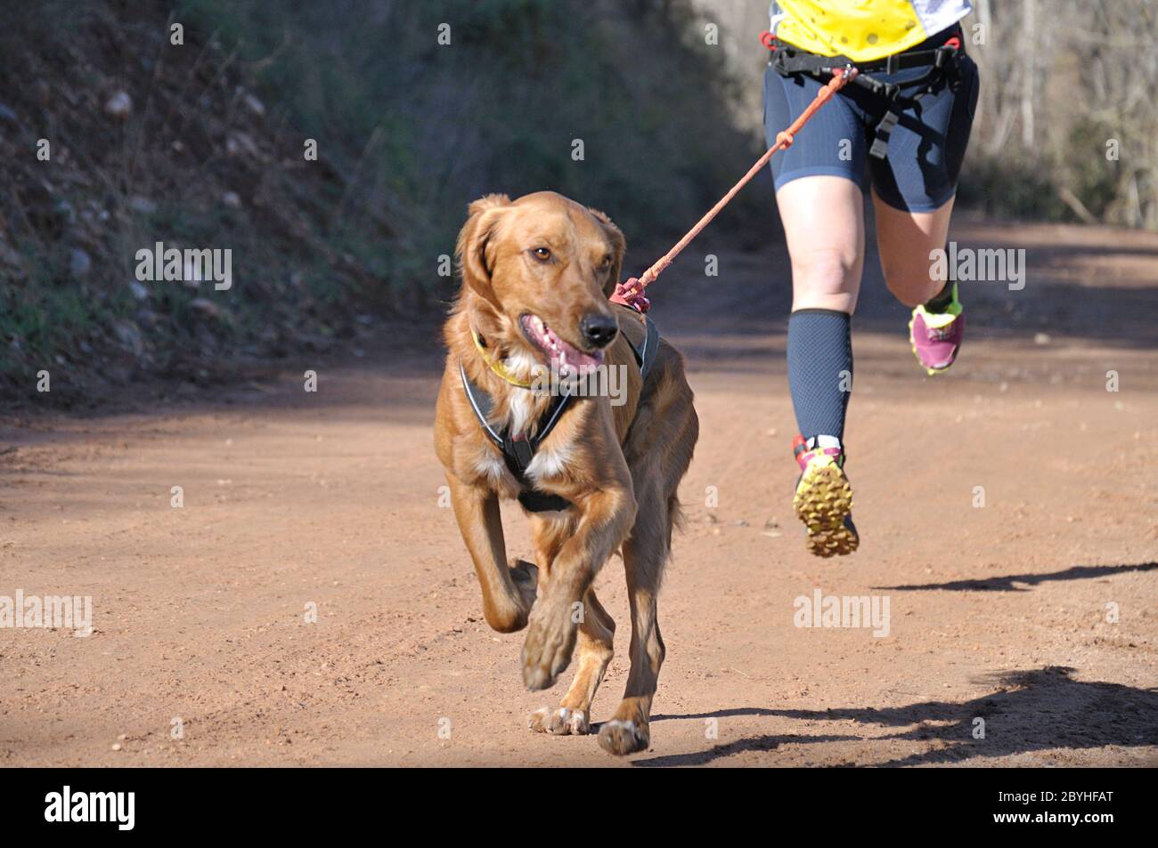 Canicross sports hi-res stock photography and images - Alamy