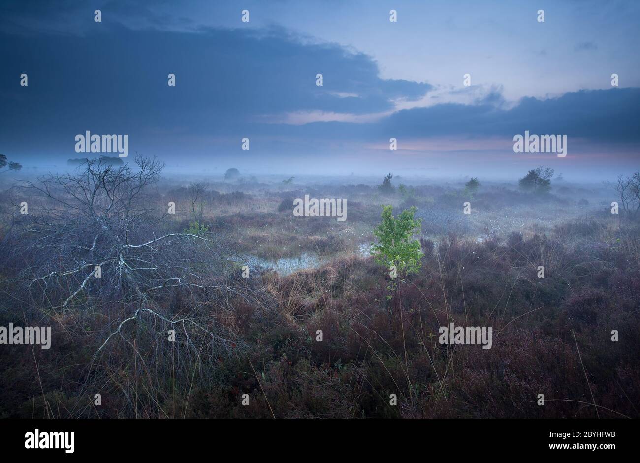 Marshes dark hi-res stock photography and images - Alamy