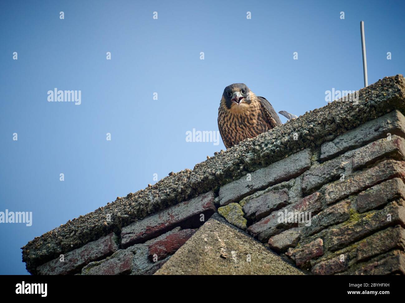 young Peregrine Falcon (Falco peregrinus) on chimney, Heinsberg, North ...