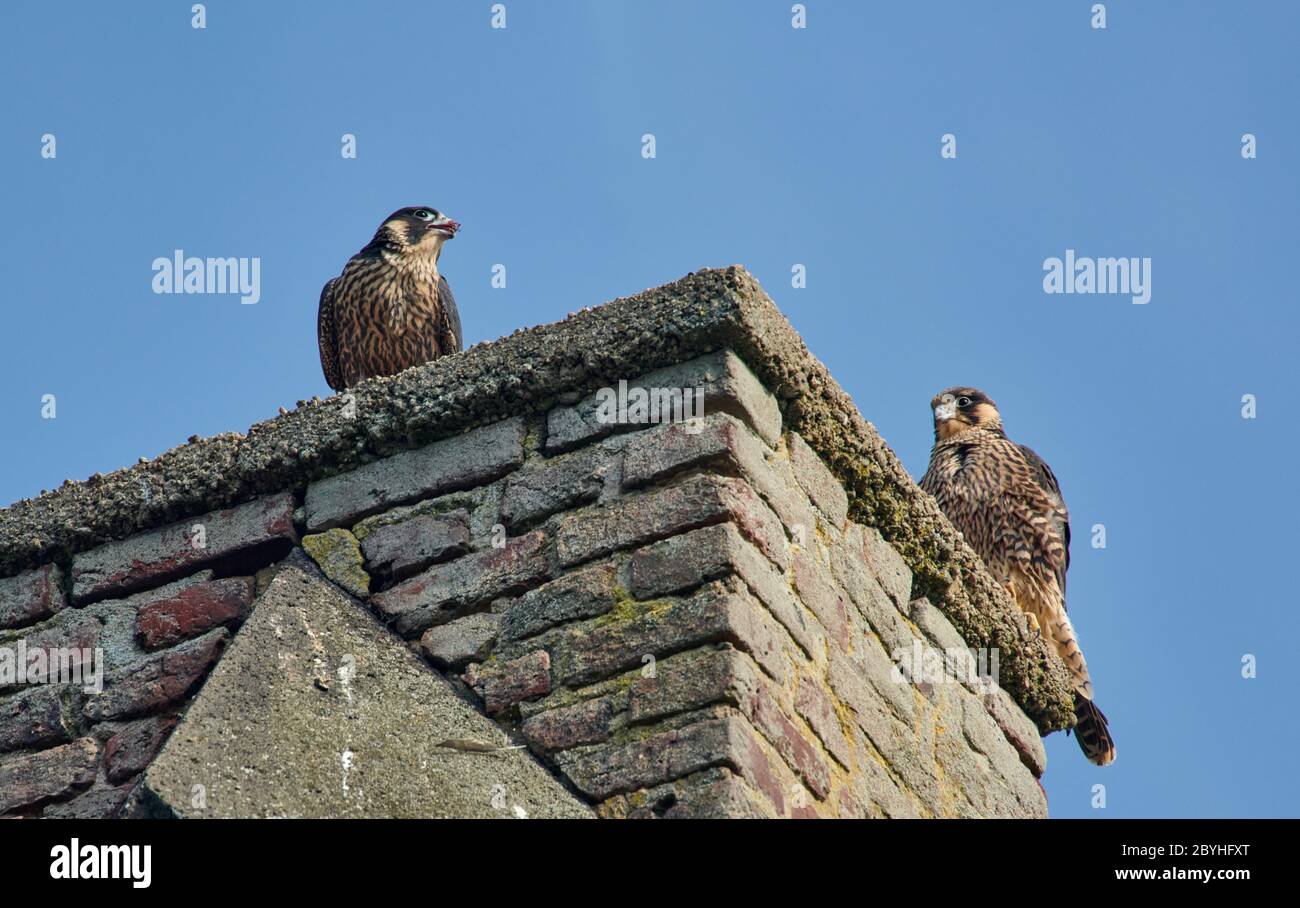 two young Peregrine Falcon (Falco peregrinus) on chimney, Heinsberg ...