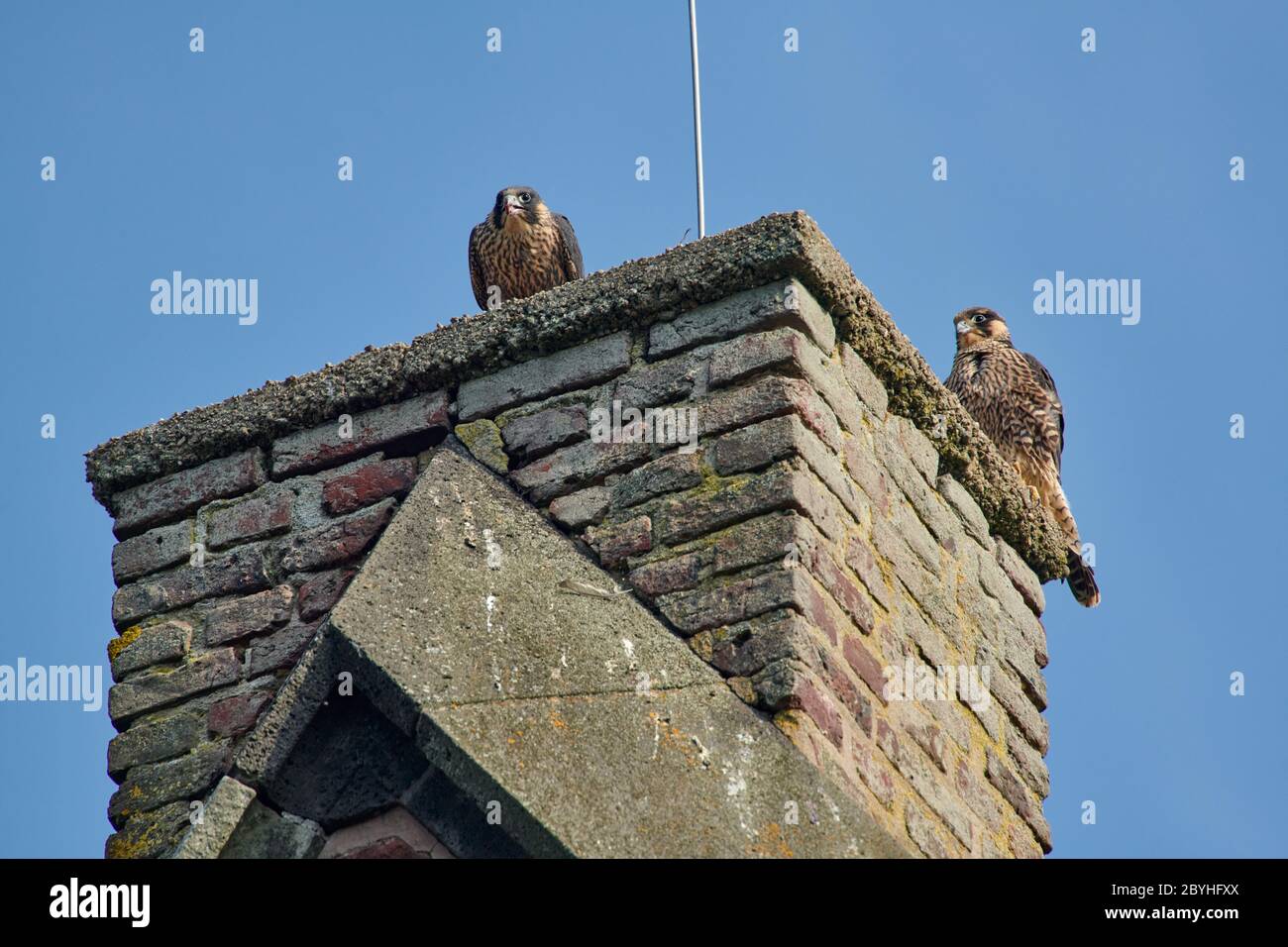 two young Peregrine Falcon (Falco peregrinus) on chimney, Heinsberg ...