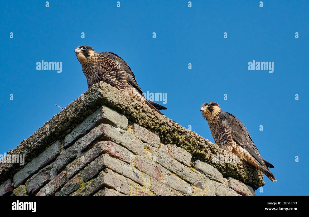 two young Peregrine Falcon (Falco peregrinus) on chimney, Heinsberg ...
