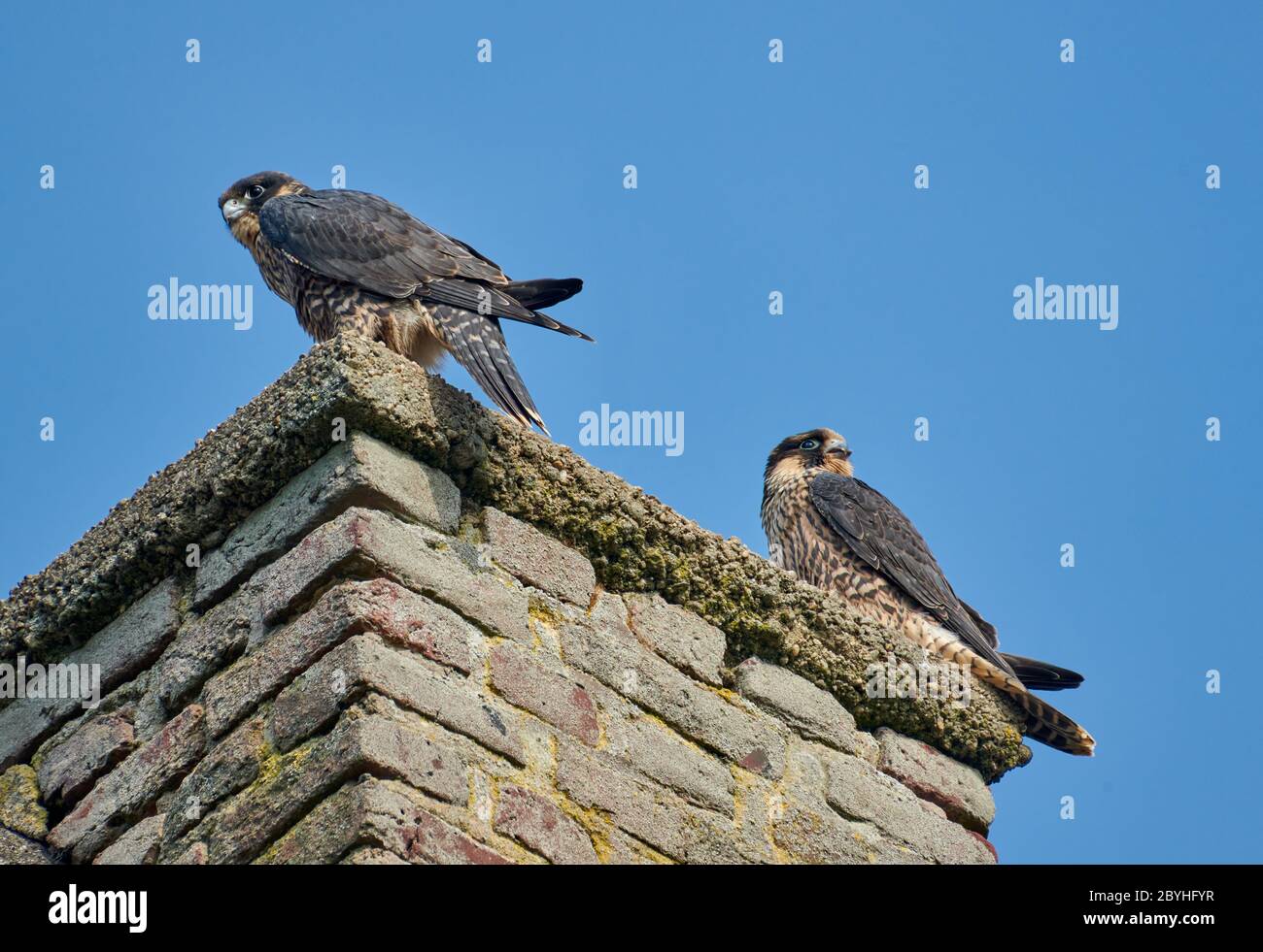 Young falcon hi-res stock photography and images - Alamy