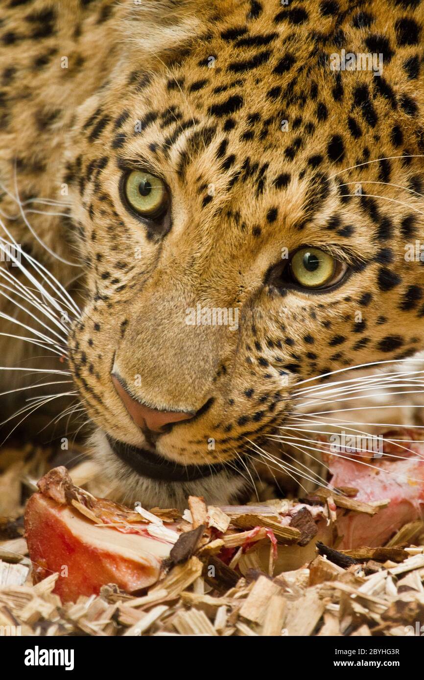 Northern Chinese leopard (Panthera pardus japonens Stock Photo - Alamy