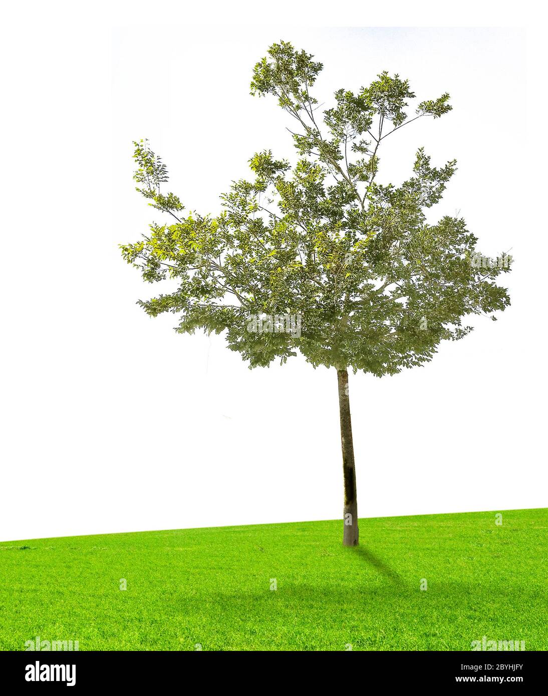 Tree isolated on white background Stock Photo - Alamy