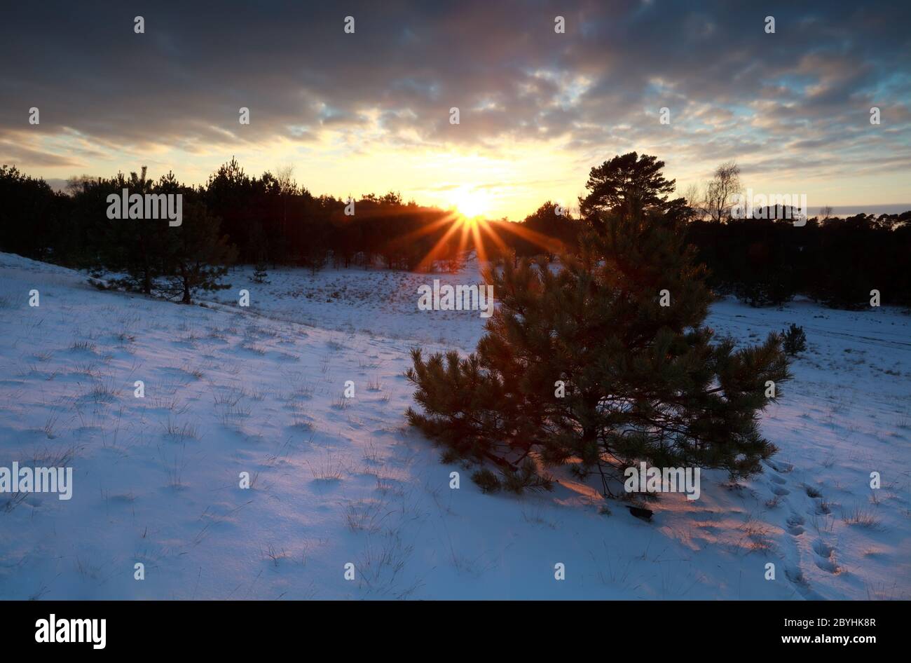 Coniferous fore hi-res stock photography and images - Alamy