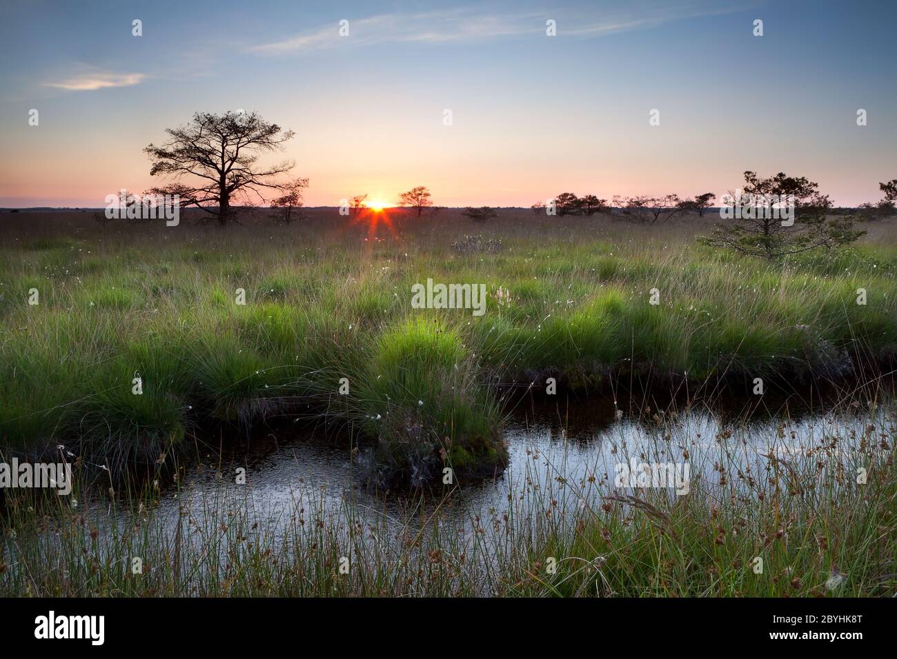 summer sunset on swamp Stock Photo - Alamy