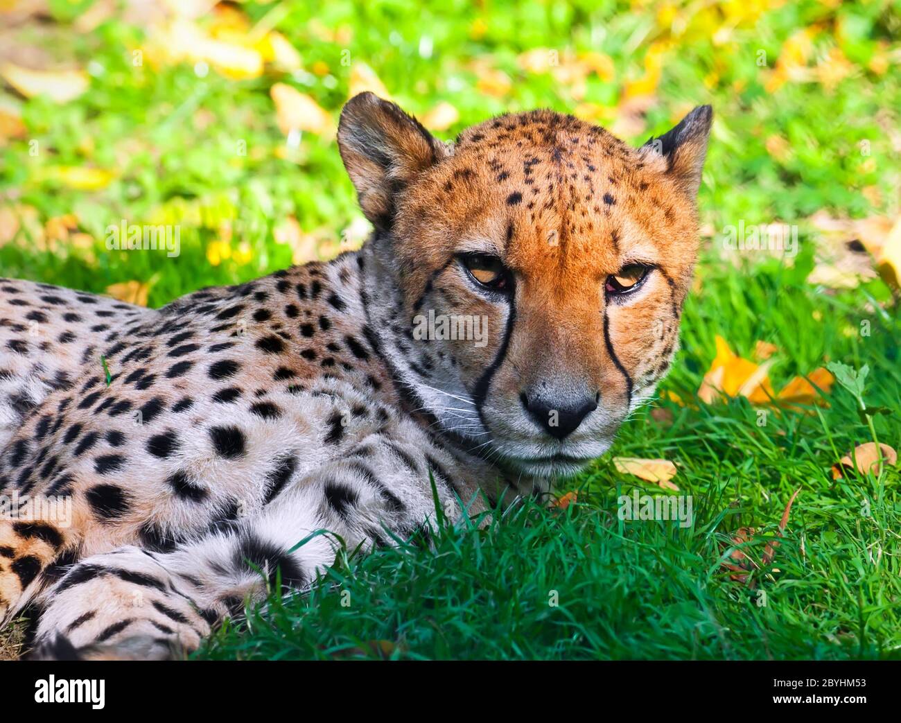 Endangered cheetah hi-res stock photography and images - Alamy