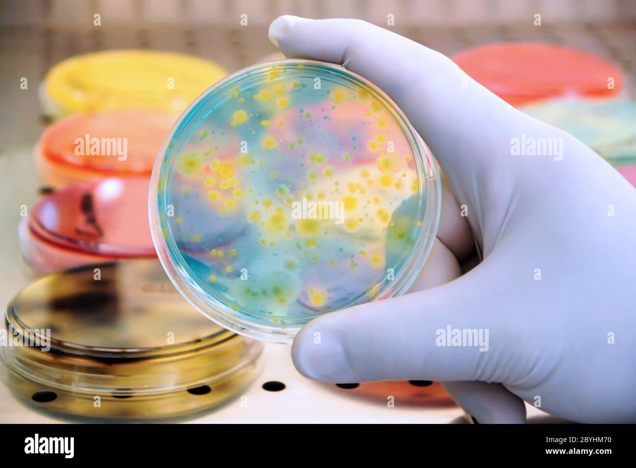 Bacterial analysis hi-res stock photography and images - Alamy
