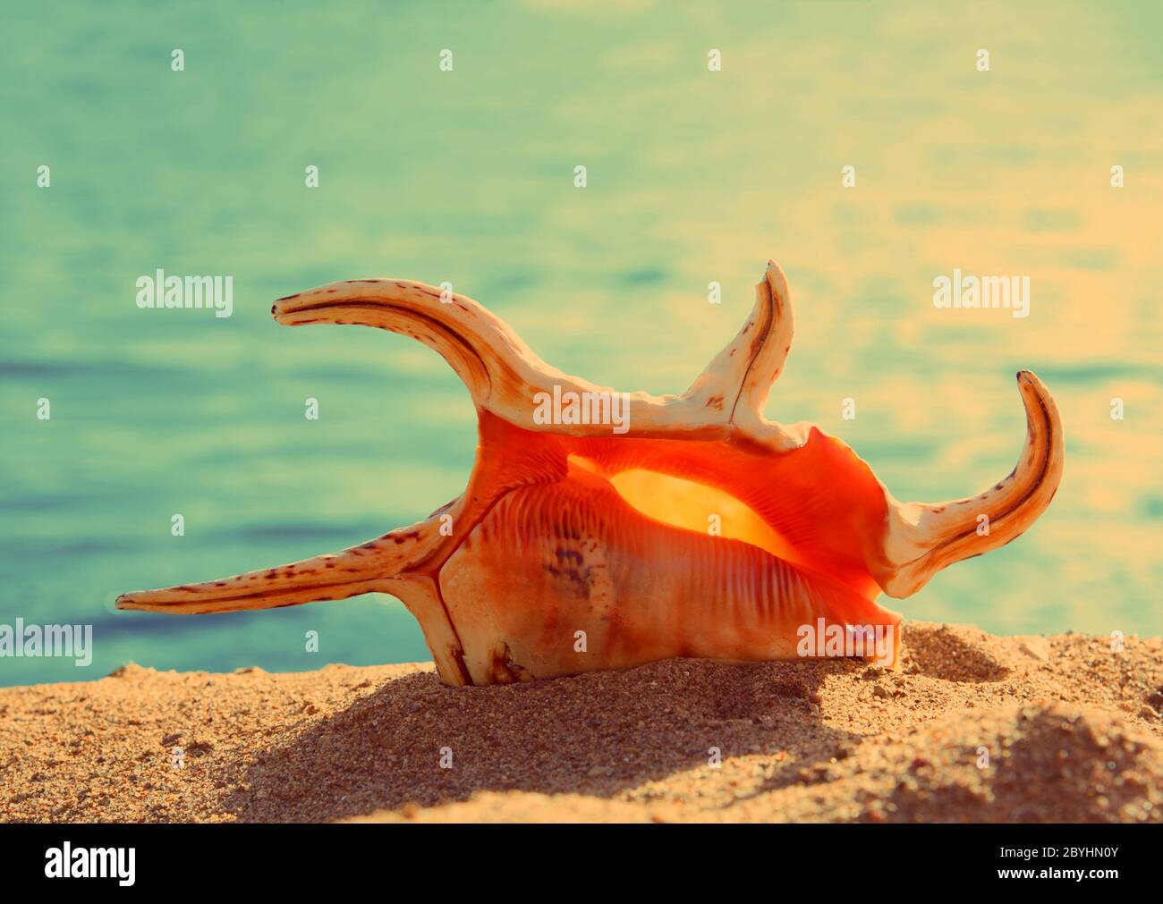 orange seashell and sea - vintage retro style Stock Photo - Alamy