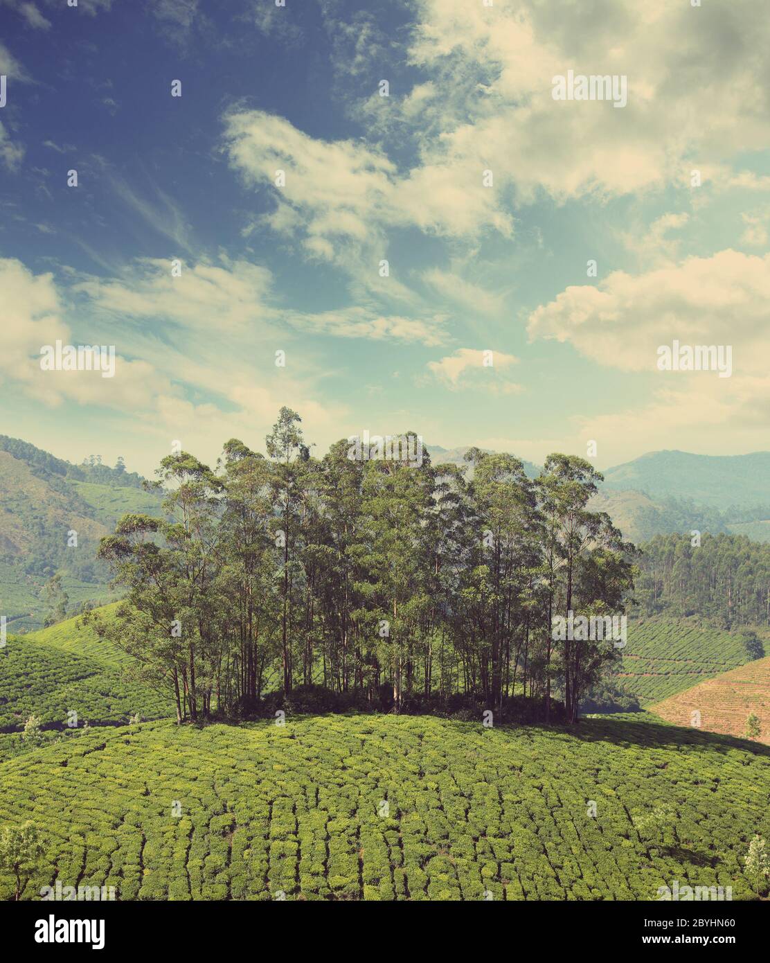 mountain tea plantation in India - vintage retro style Stock Photo - Alamy