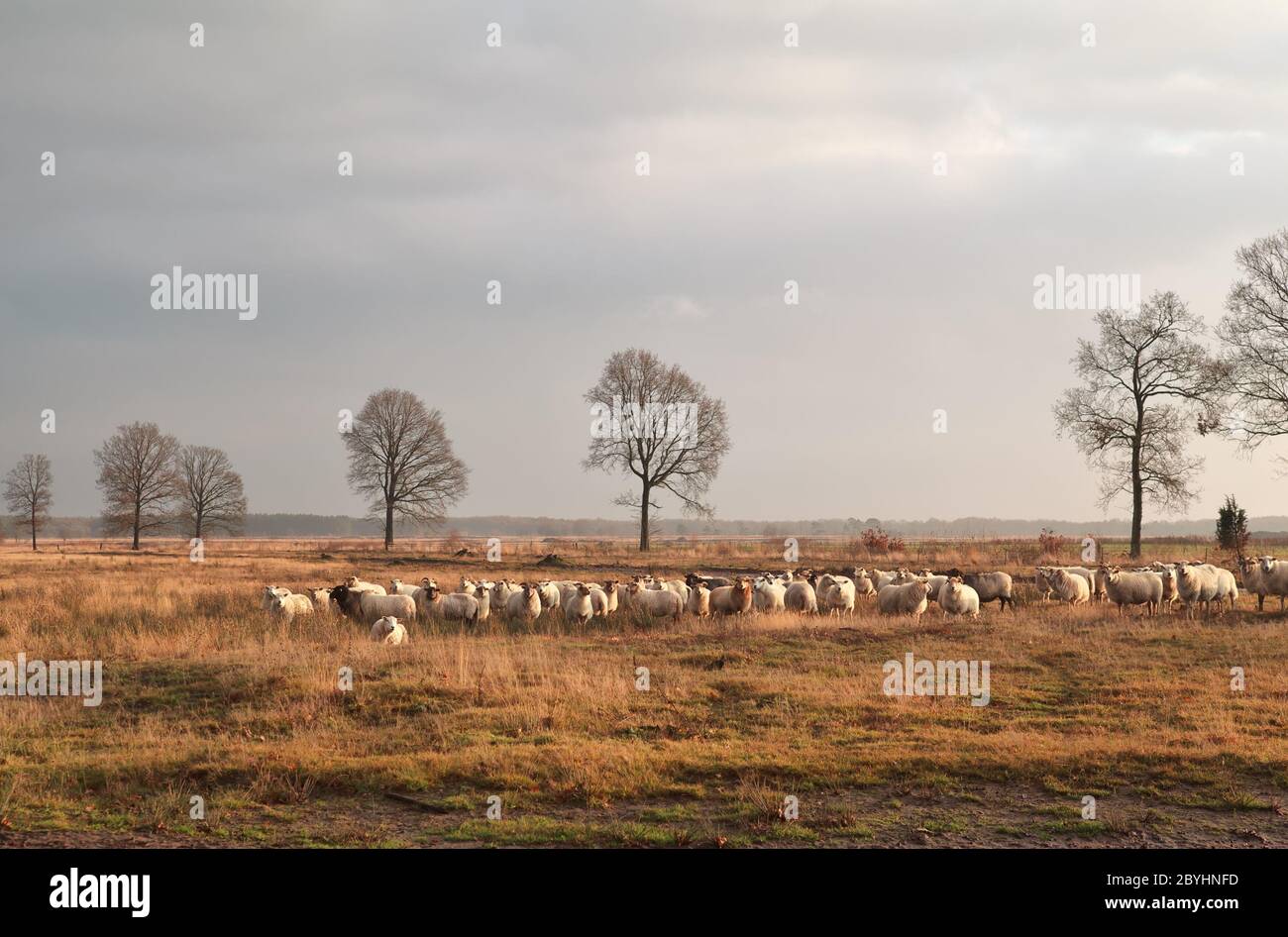 Big sheep hi-res stock photography and images - Alamy