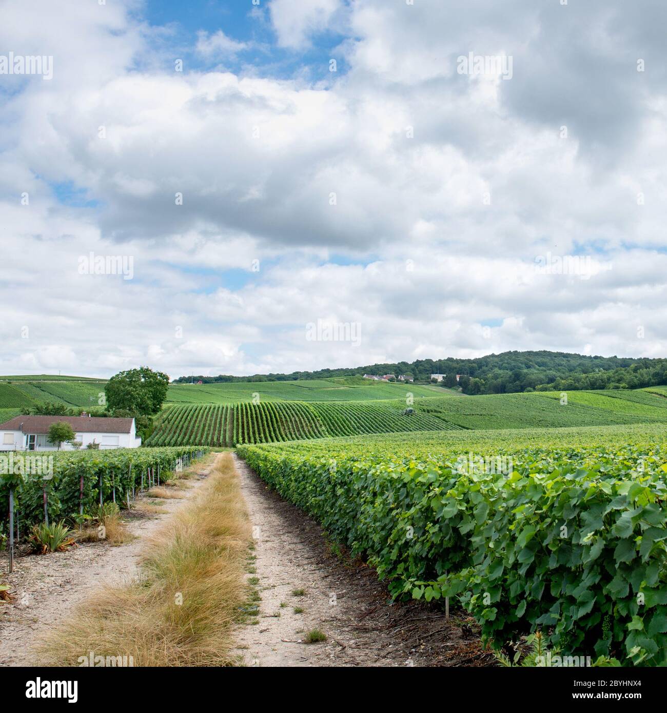 Vineyard landscape, Montagne de Reims, France Stock Photo - Alamy
