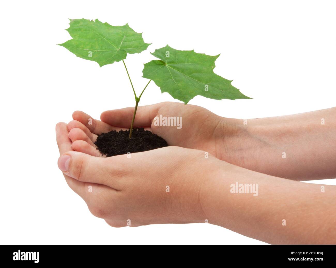 Tree in hands Stock Photo - Alamy