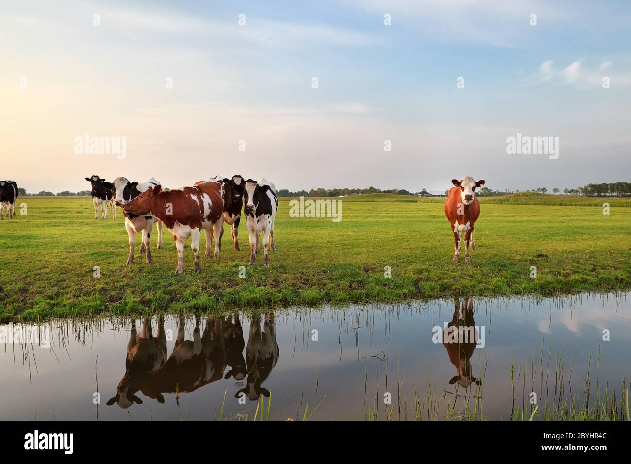 Few cows hi-res stock photography and images - Alamy