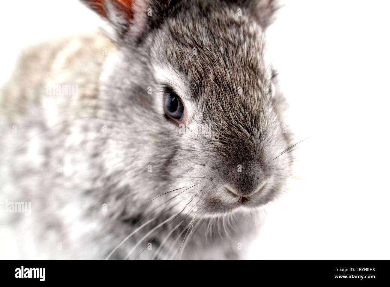 Cute gray rabbit isolated on white background Stock Photo - Alamy