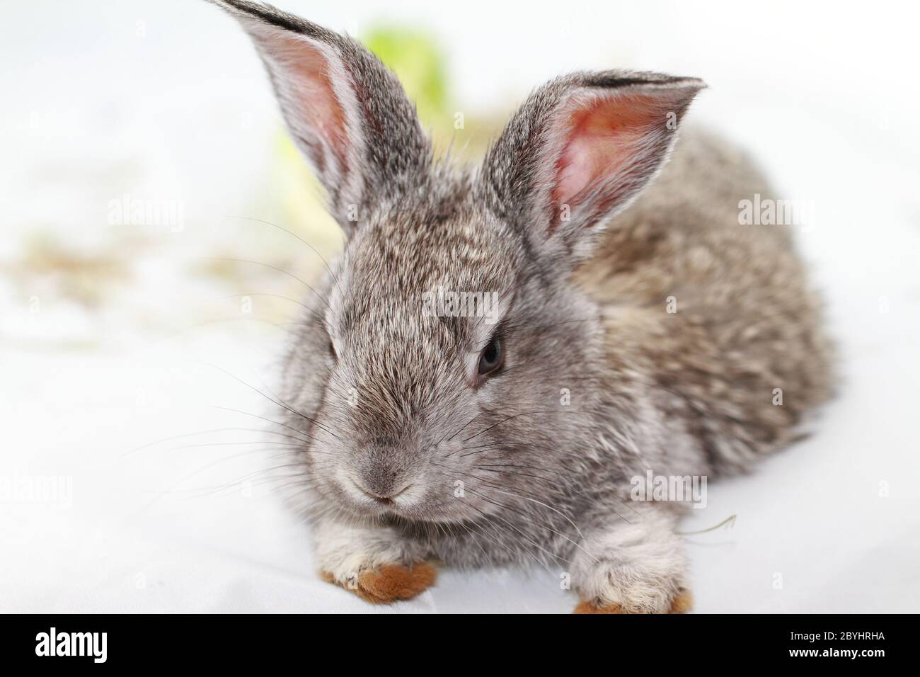 Cute gray rabbit isolated on white background Stock Photo - Alamy