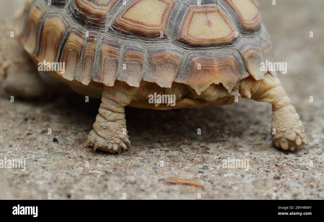 Sulcata tortoise foot hi-res stock photography and images - Alamy