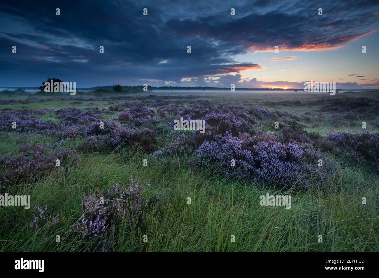 Beautiful heather hi-res stock photography and images - Alamy