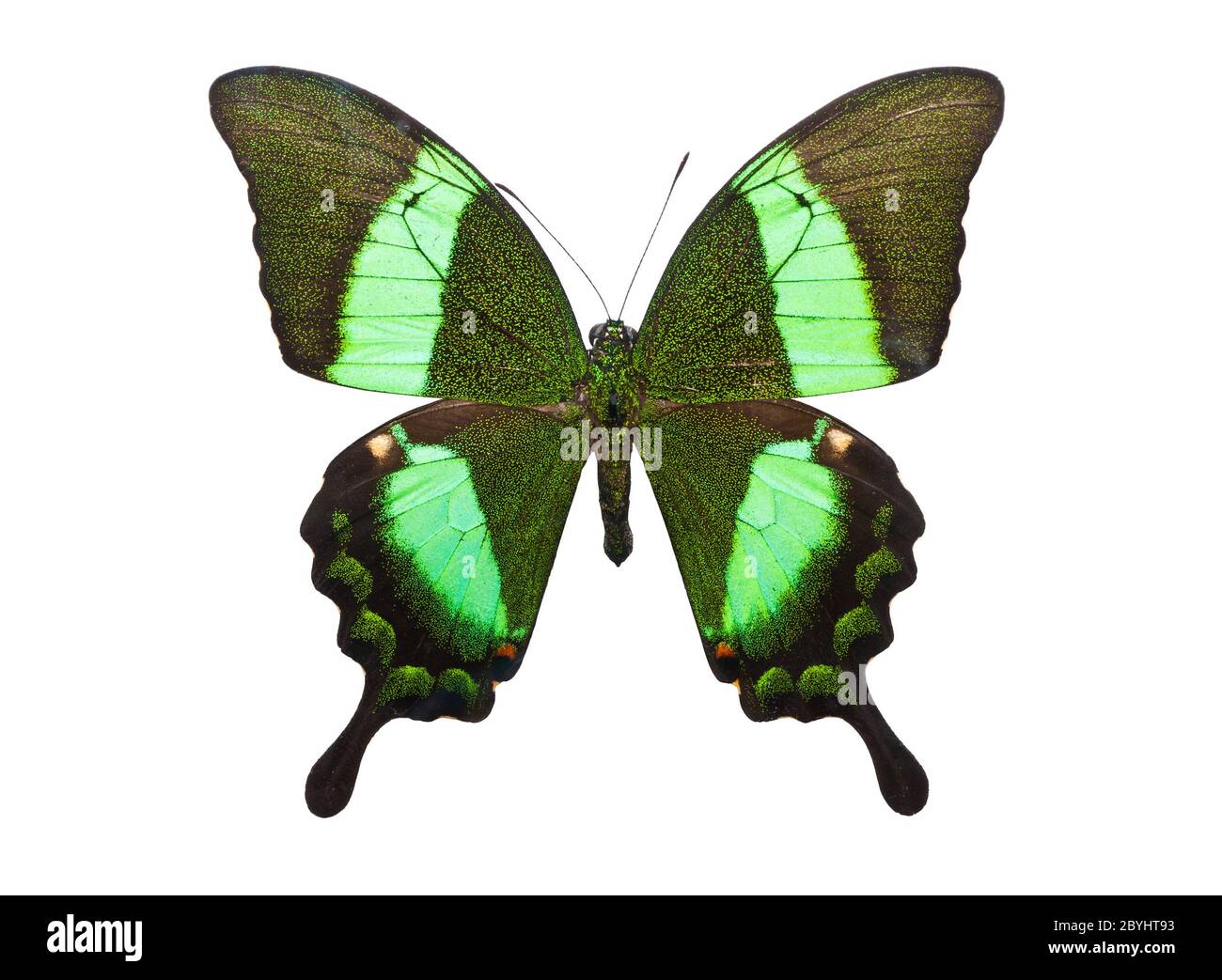 Butterfly Papilio Palinurus Stock Photo - Alamy