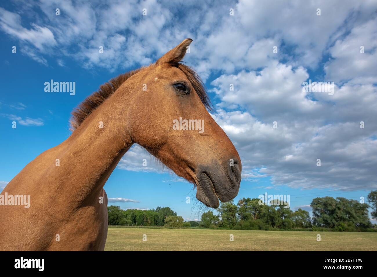 Horses in a pasture in the French countryside in spring Stock Photo - Alamy