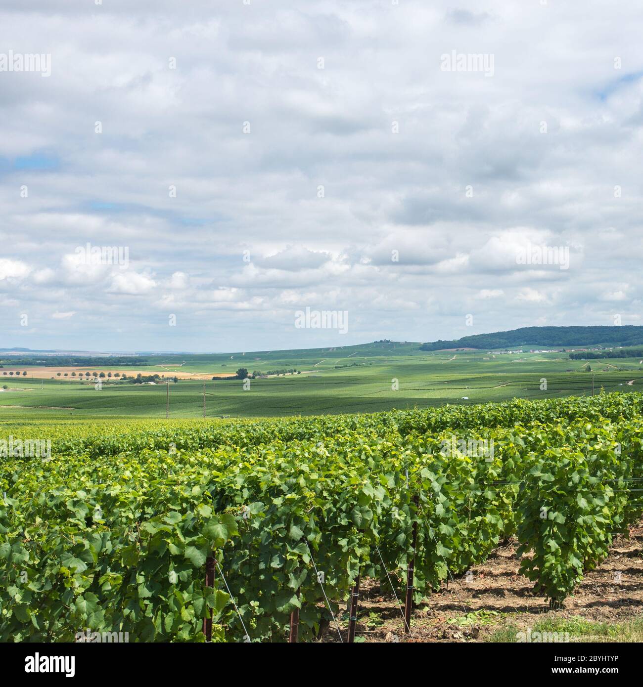 Vineyard landscape, Montagne de Reims, France Stock Photo - Alamy