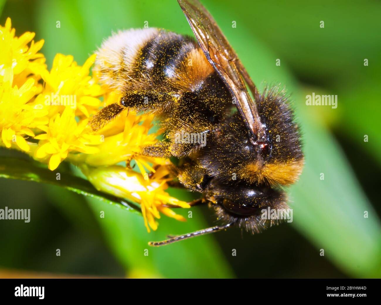 Animal insect bumblebee wing hi-res stock photography and images - Alamy