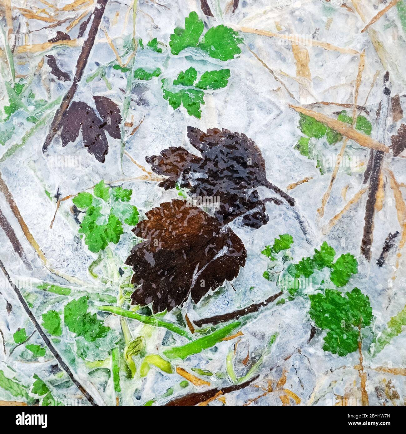 Frozen plant under an ice sheet Stock Photo - Alamy