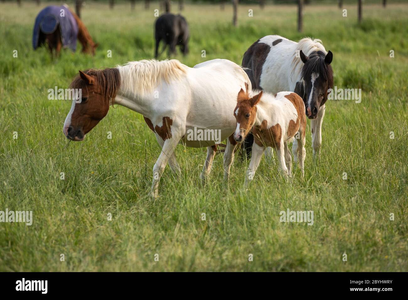 Horses in a pasture in the French countryside in spring Stock Photo - Alamy