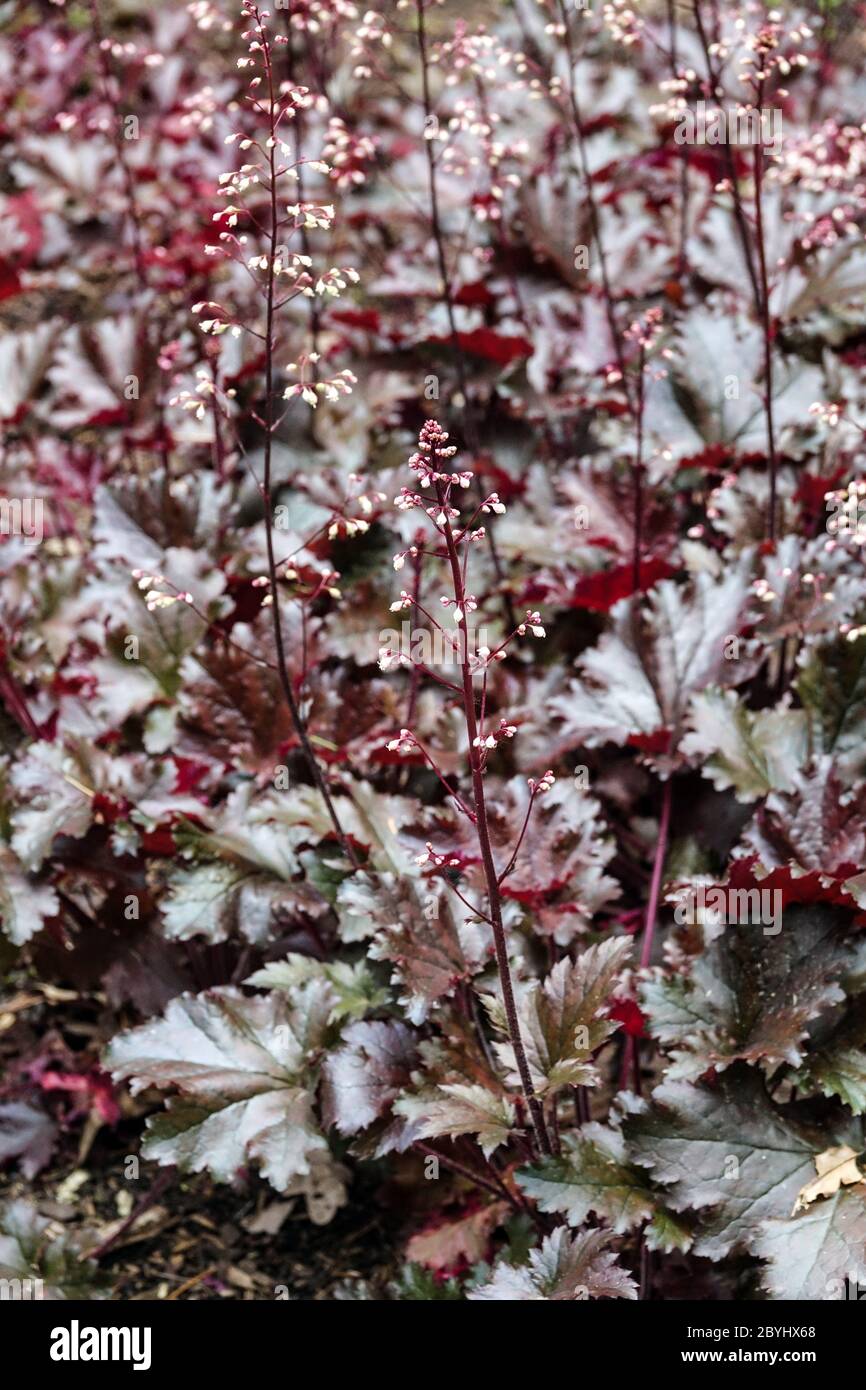 Heuchera Leaves Heuchera "Black Taffeta" Dark Foliage Heucheras Stock ...
