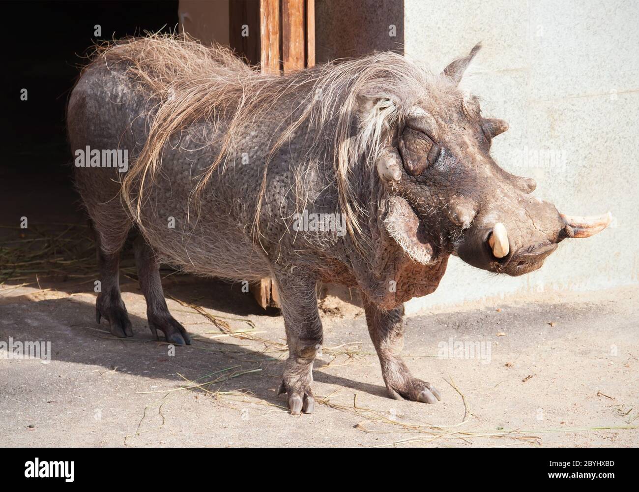 Warthog snout hi-res stock photography and images - Alamy