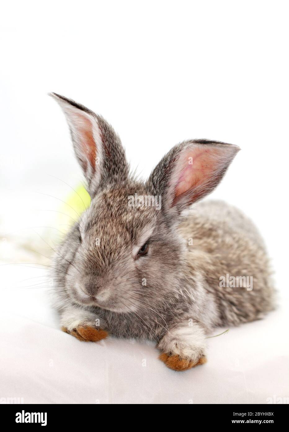 Cute gray rabbit isolated on white background Stock Photo - Alamy