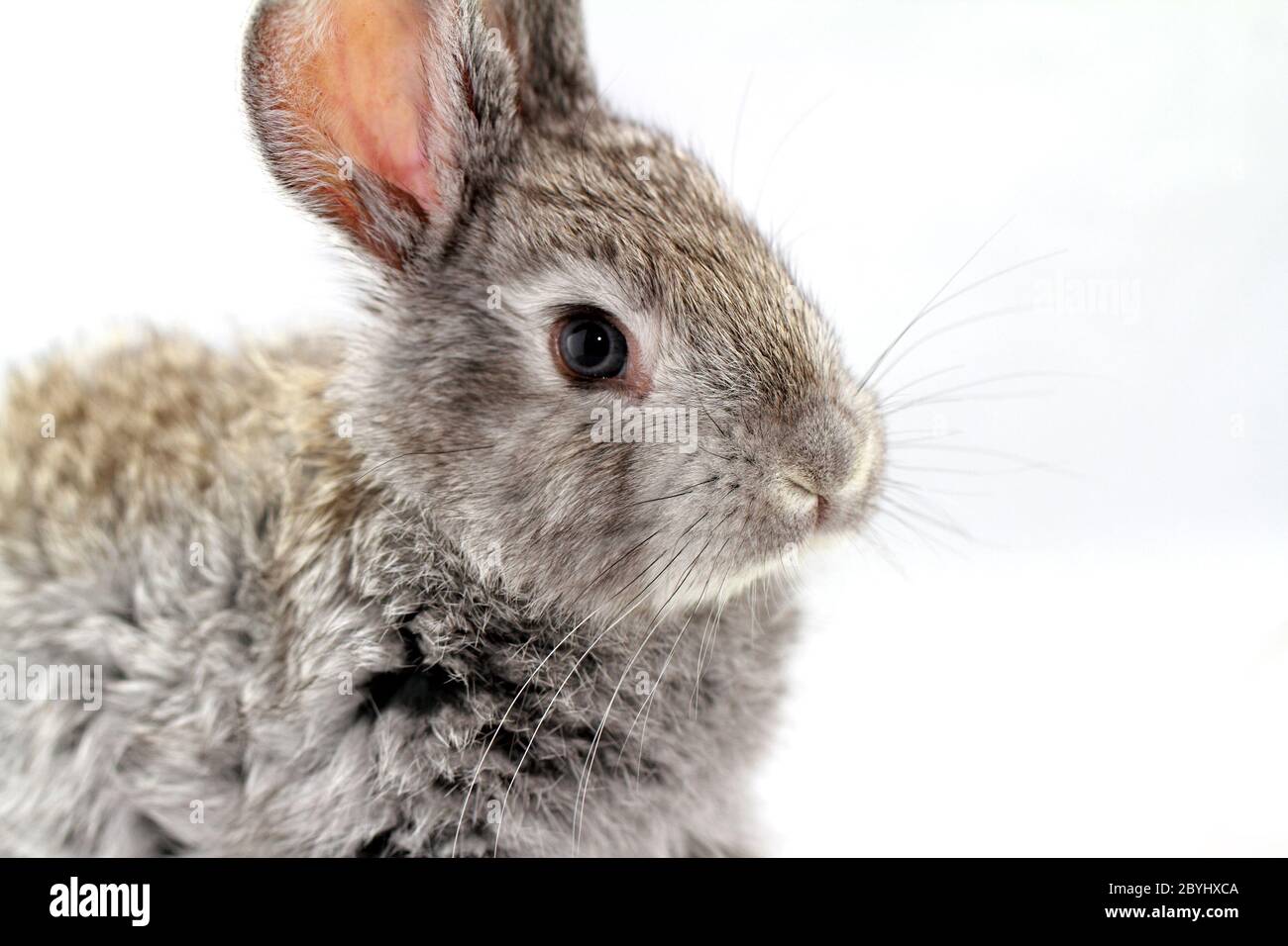 Cute gray rabbit isolated on white background Stock Photo - Alamy