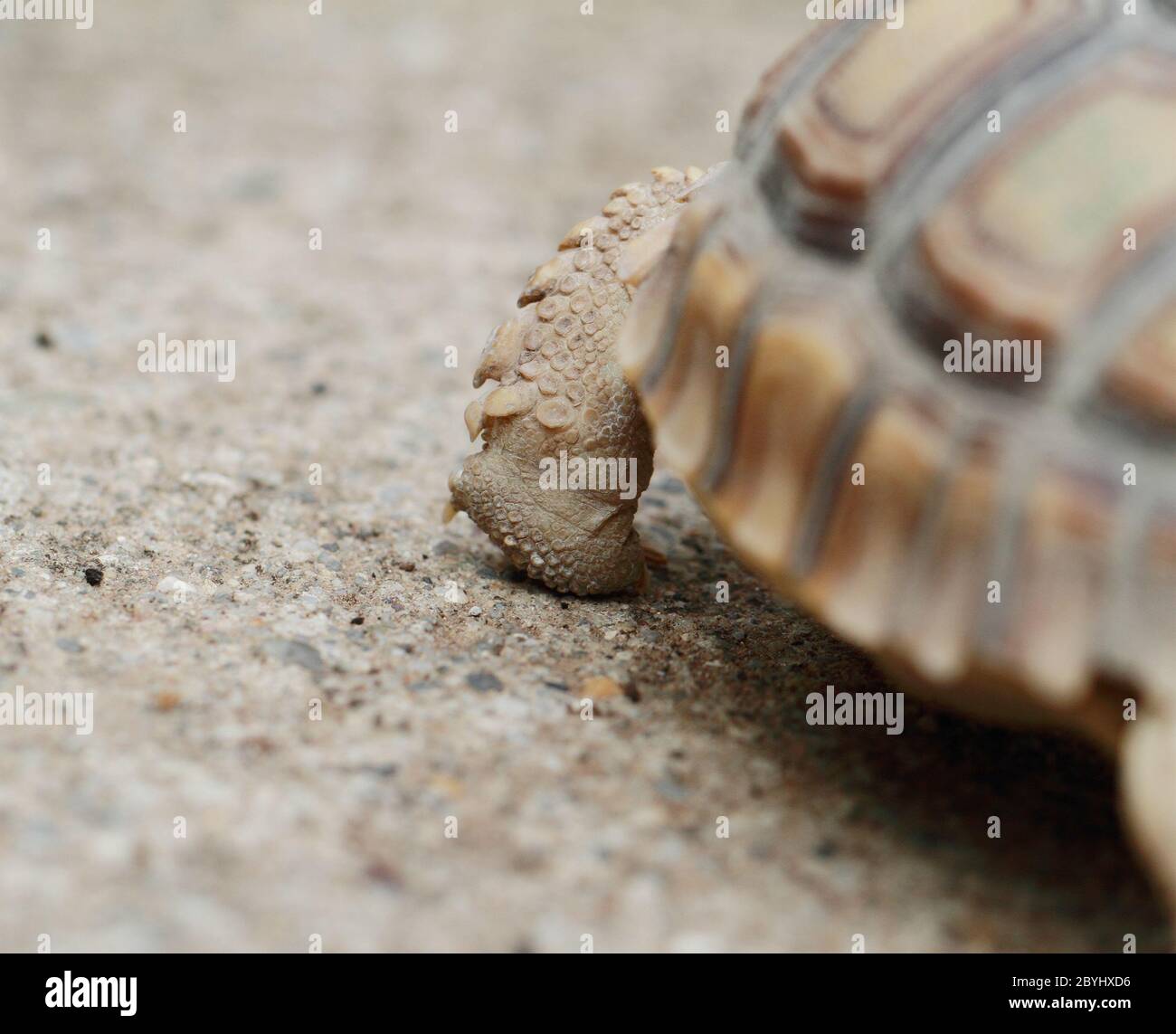 Sulcata tortoise foot hi-res stock photography and images - Alamy