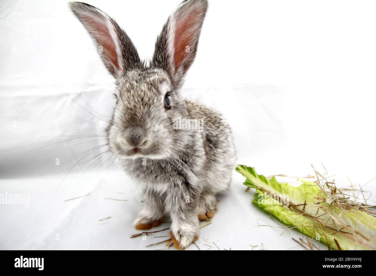 Cute gray rabbit isolated on white background Stock Photo - Alamy