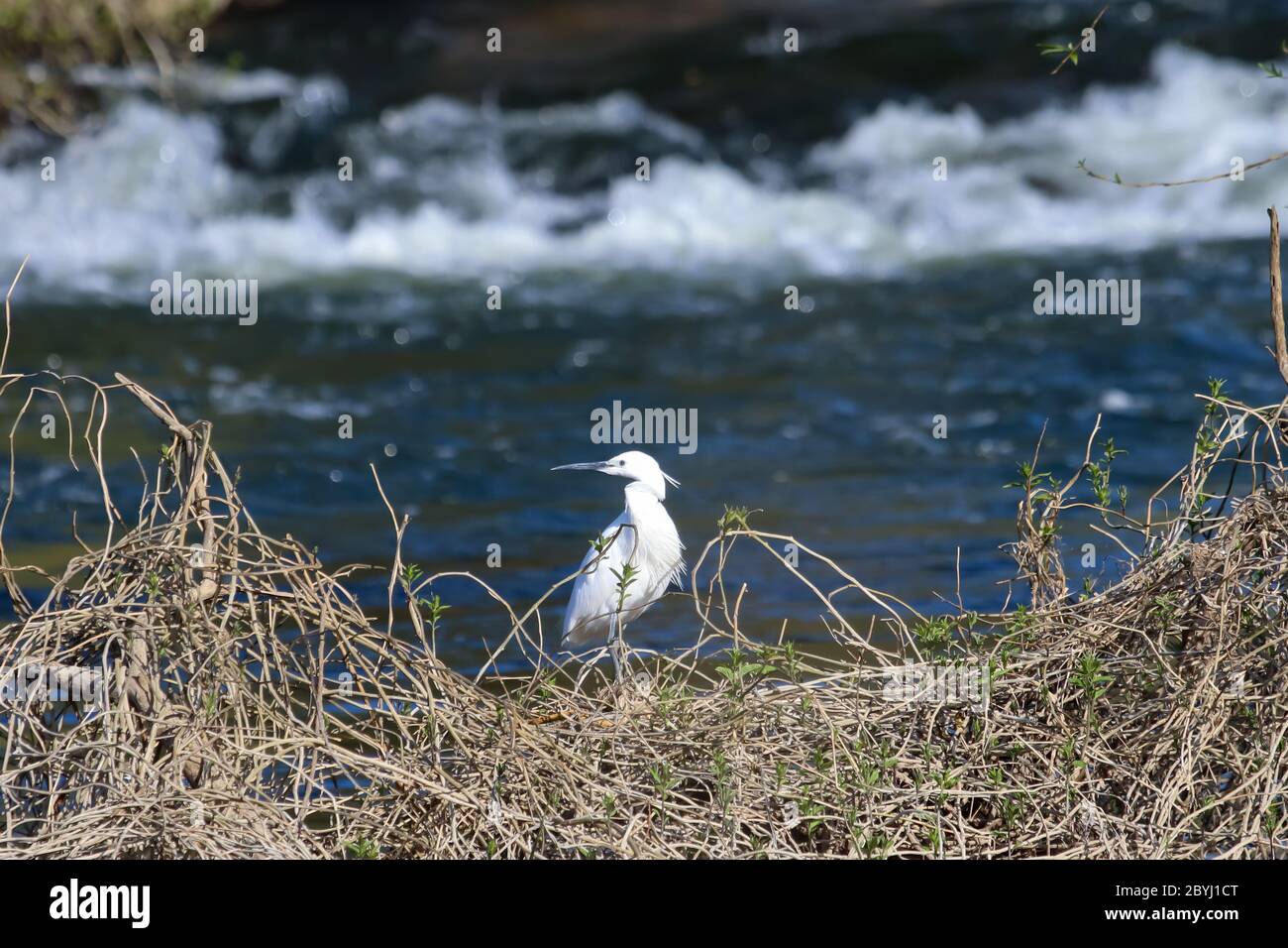 A little egret fishing on the banks of the River Stour, Dorset, Uk ...