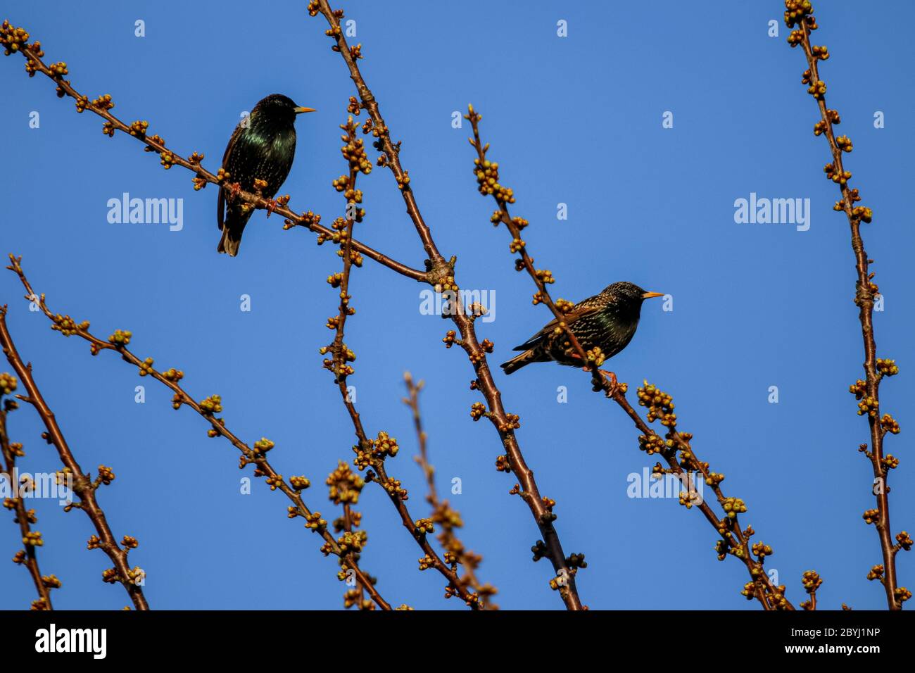 Female common starling hi-res stock photography and images - Alamy