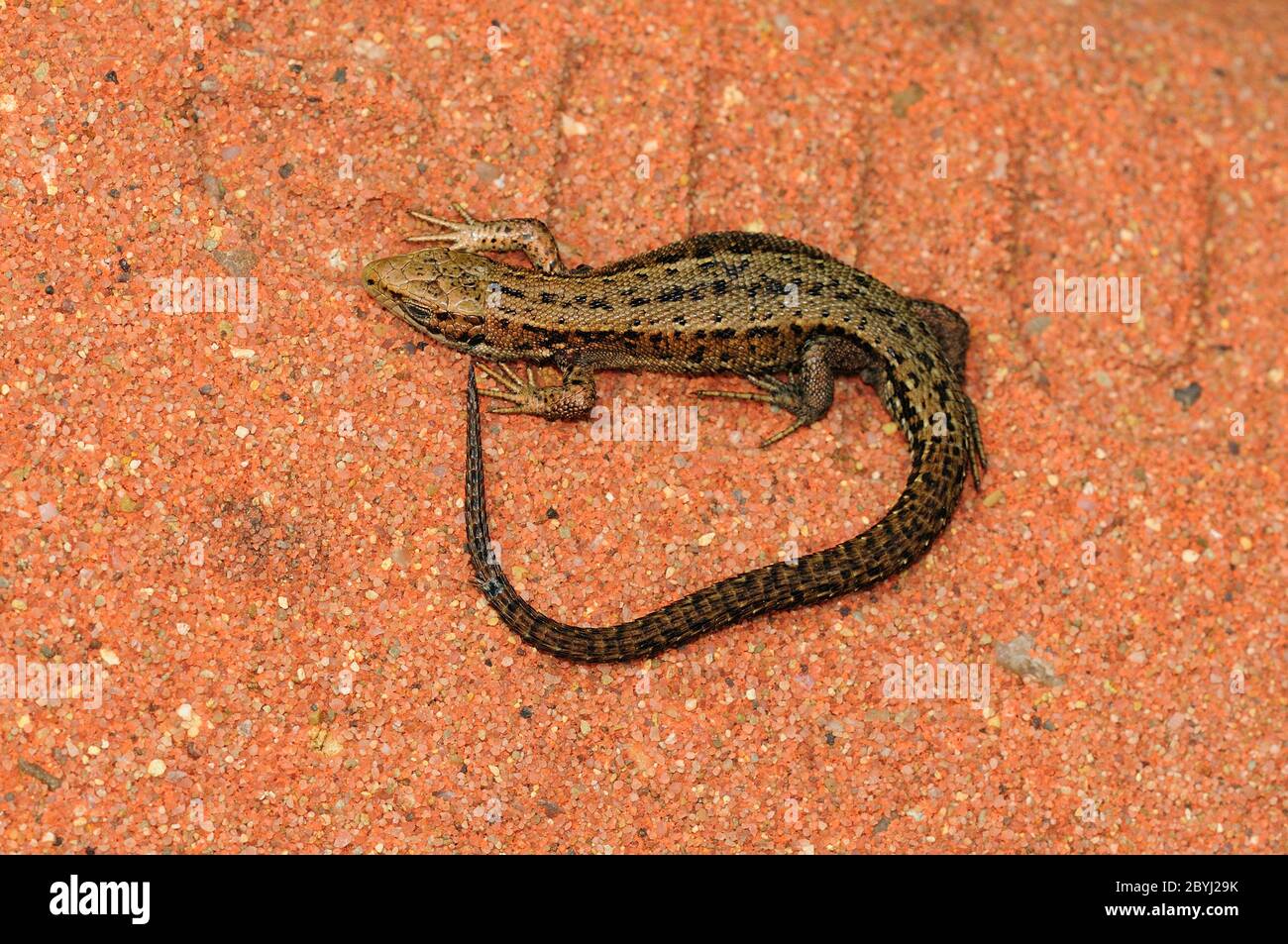 Common lizard basking on clay tile Stock Photo - Alamy