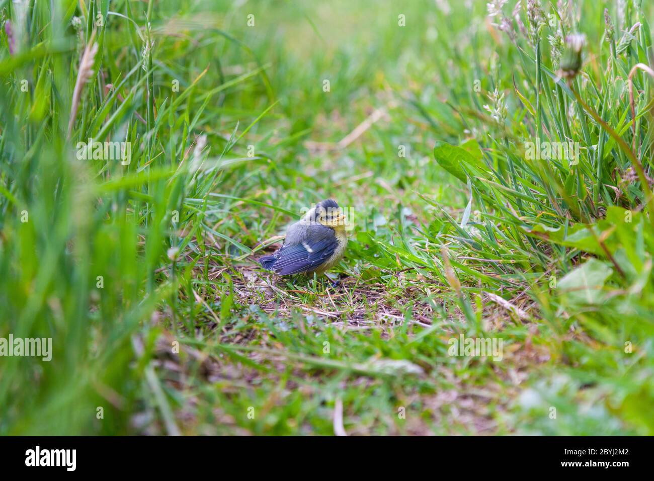 A blue tit fledgling looking helpless on the ground Stock Photo - Alamy