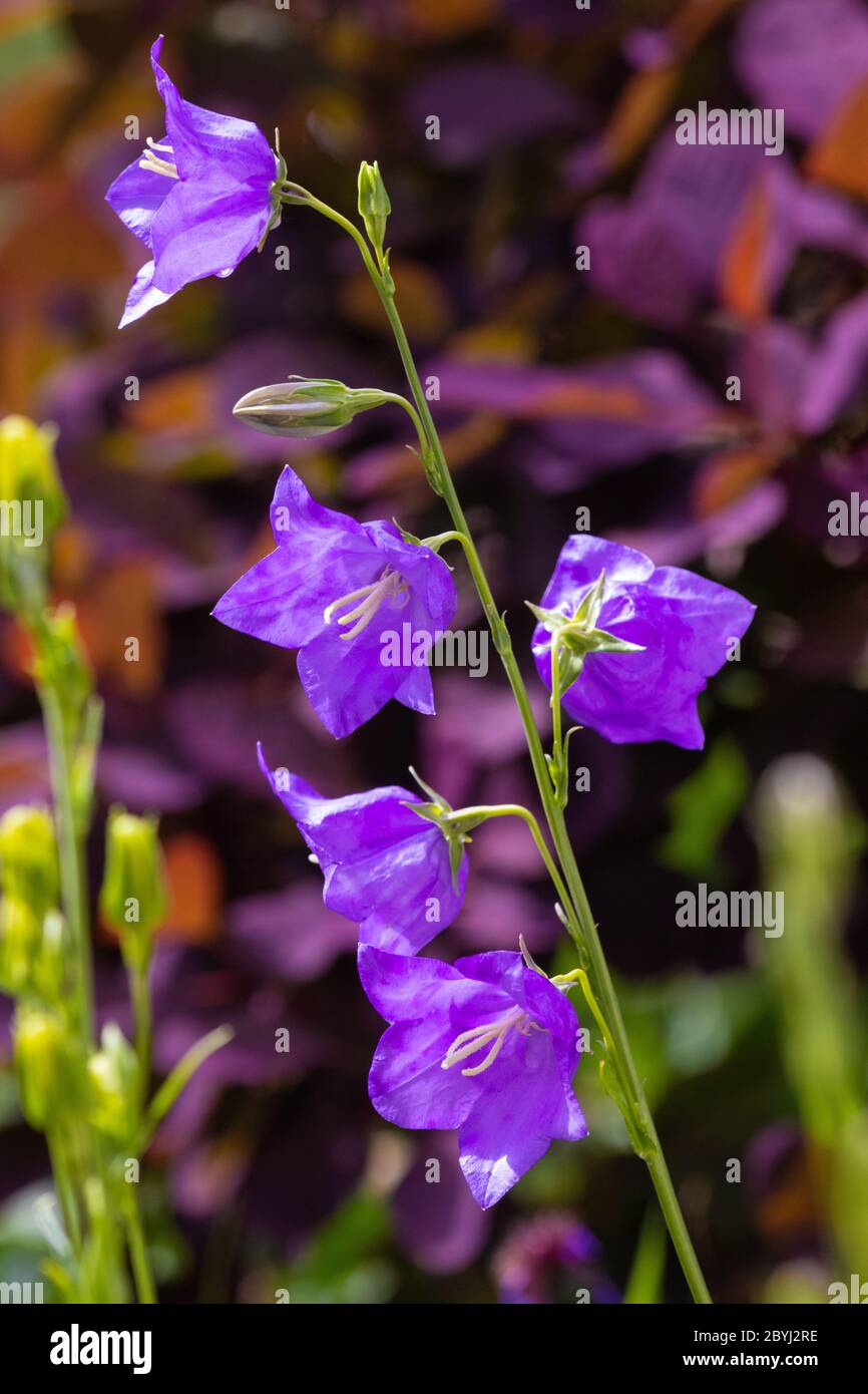A blue / purple Campanula or bellflower in flower in Scotland Stock ...
