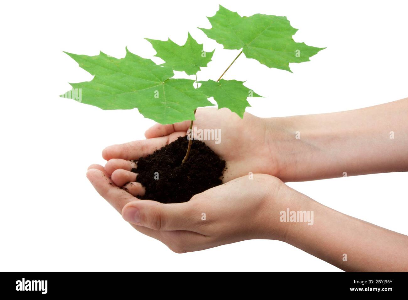 Tree in hands Stock Photo - Alamy