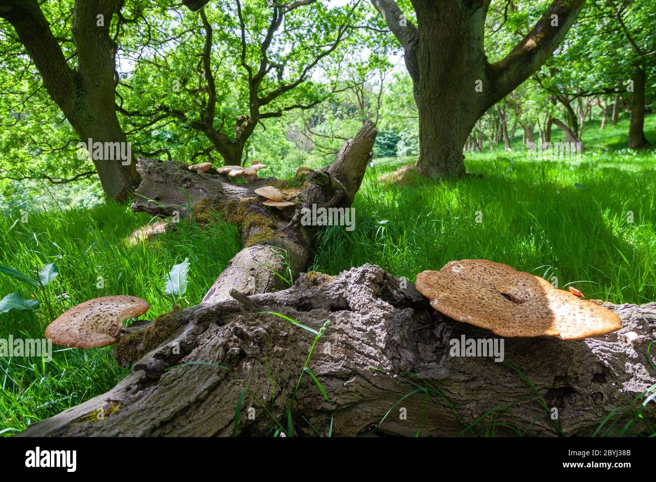 Bracket fungi, or shelf fungi growing on a fallen tree Stock Photo - Alamy