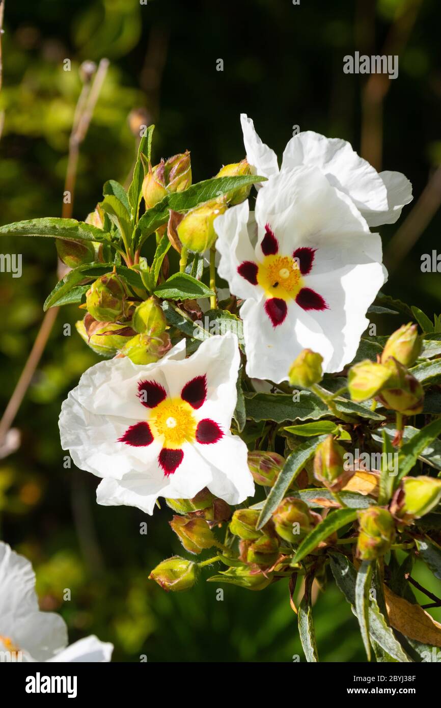 X aguilarii maculatus hi-res stock photography and images - Alamy