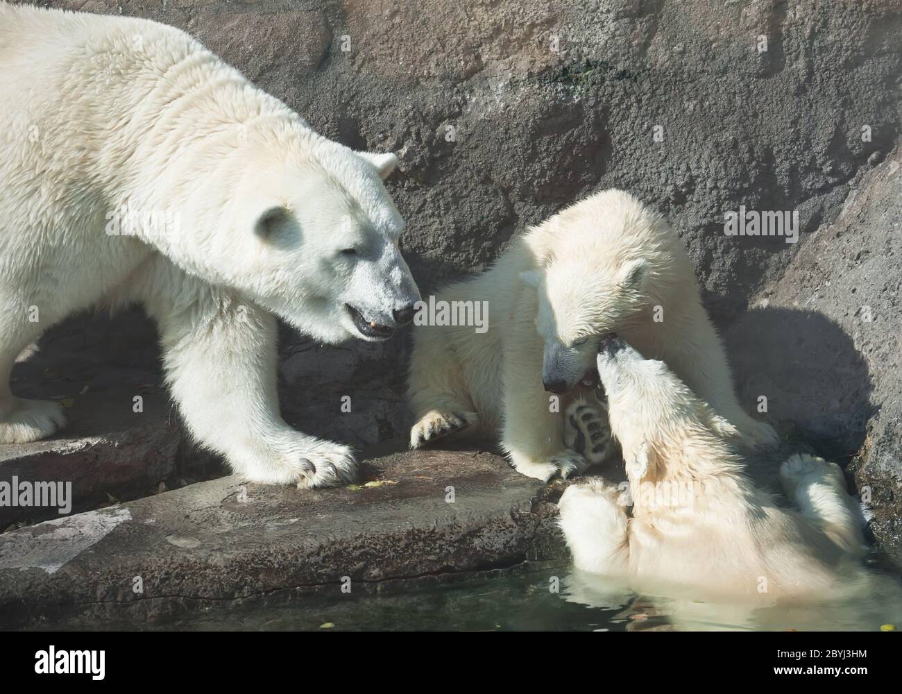 North pole polar bears hi-res stock photography and images - Alamy